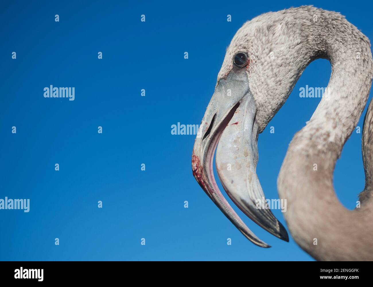 An injured flamingo chick during the drive to control, evaluate and ...