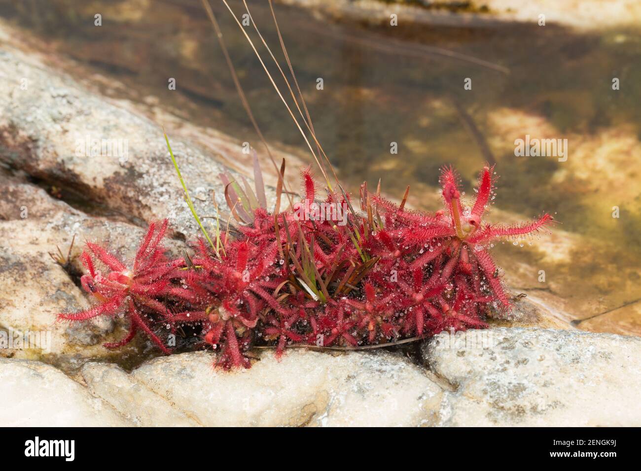 Group of some red Sundews (Drosera graomogolensis) growing on almost ...