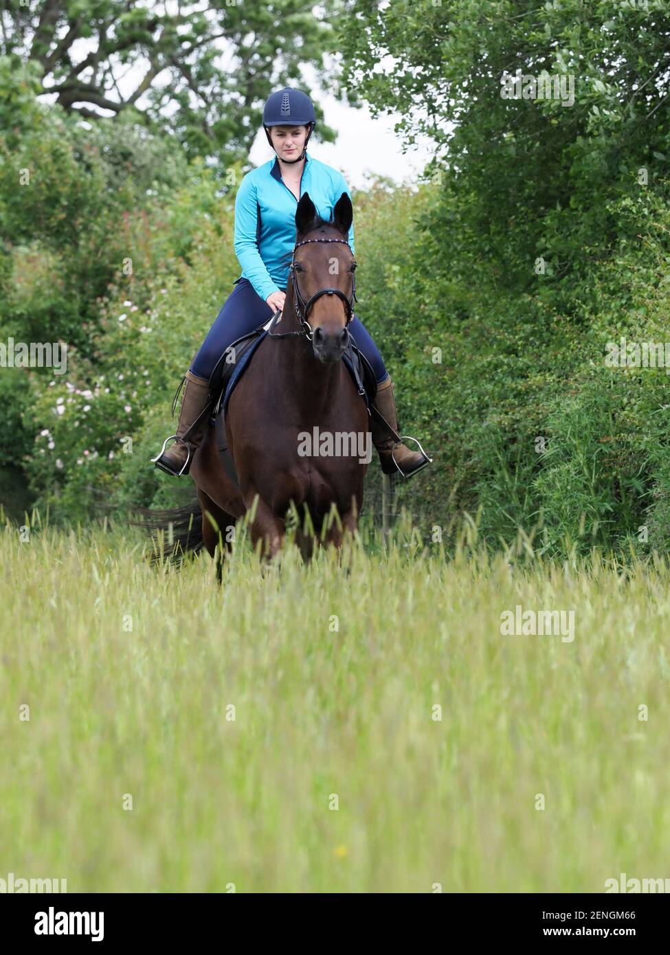 A lady hacks her bay horse through a grass meadow Stock Photo - Alamy