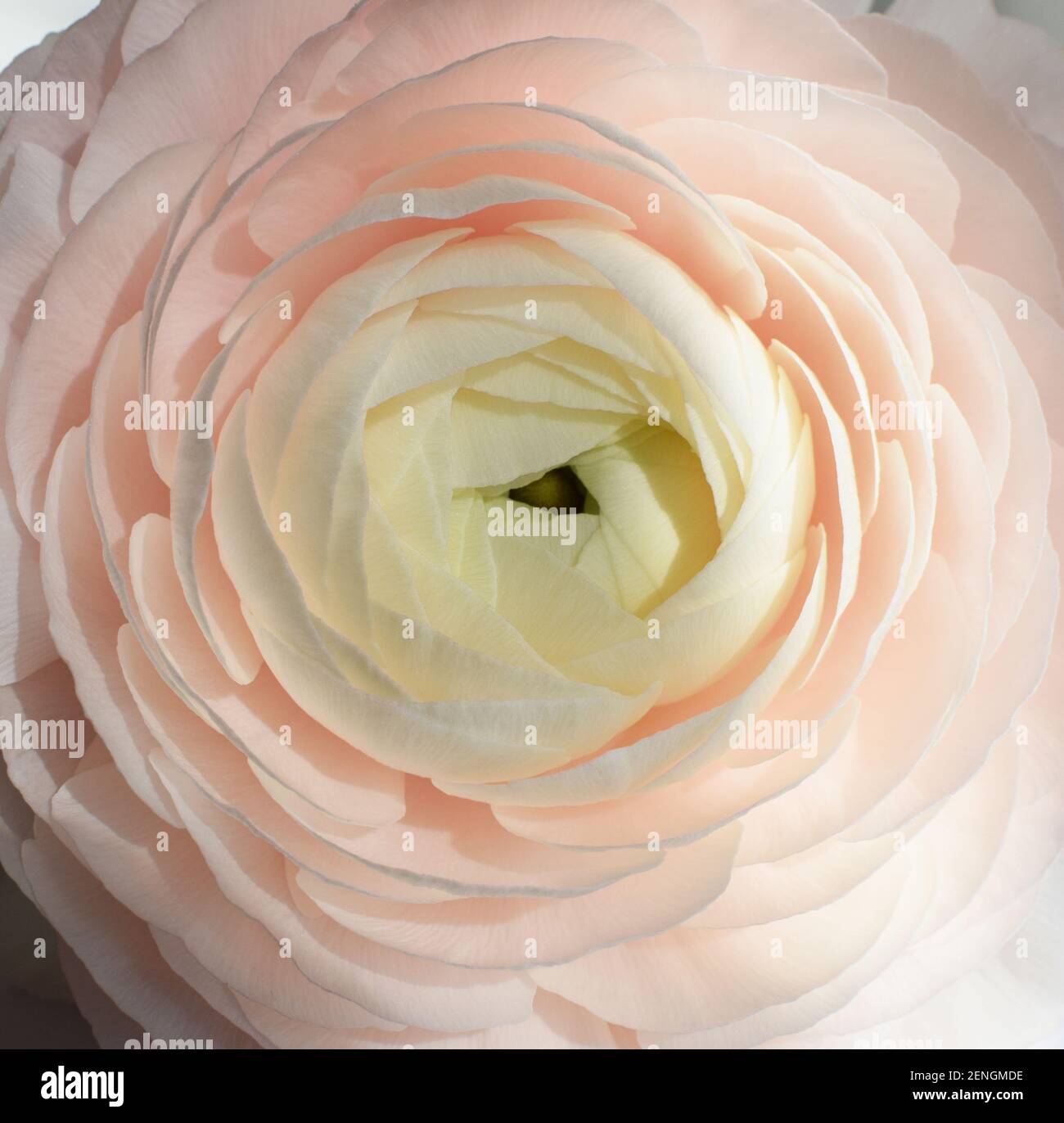 Beautiful large pink buttercup flower in stripes of light and shadow ...