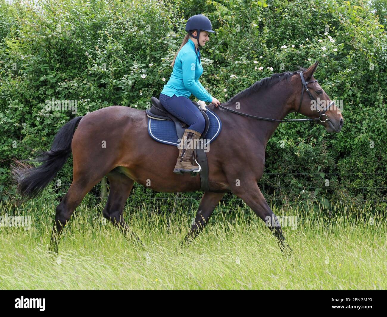 A lady hacks her bay horse through a grass meadow Stock Photo - Alamy
