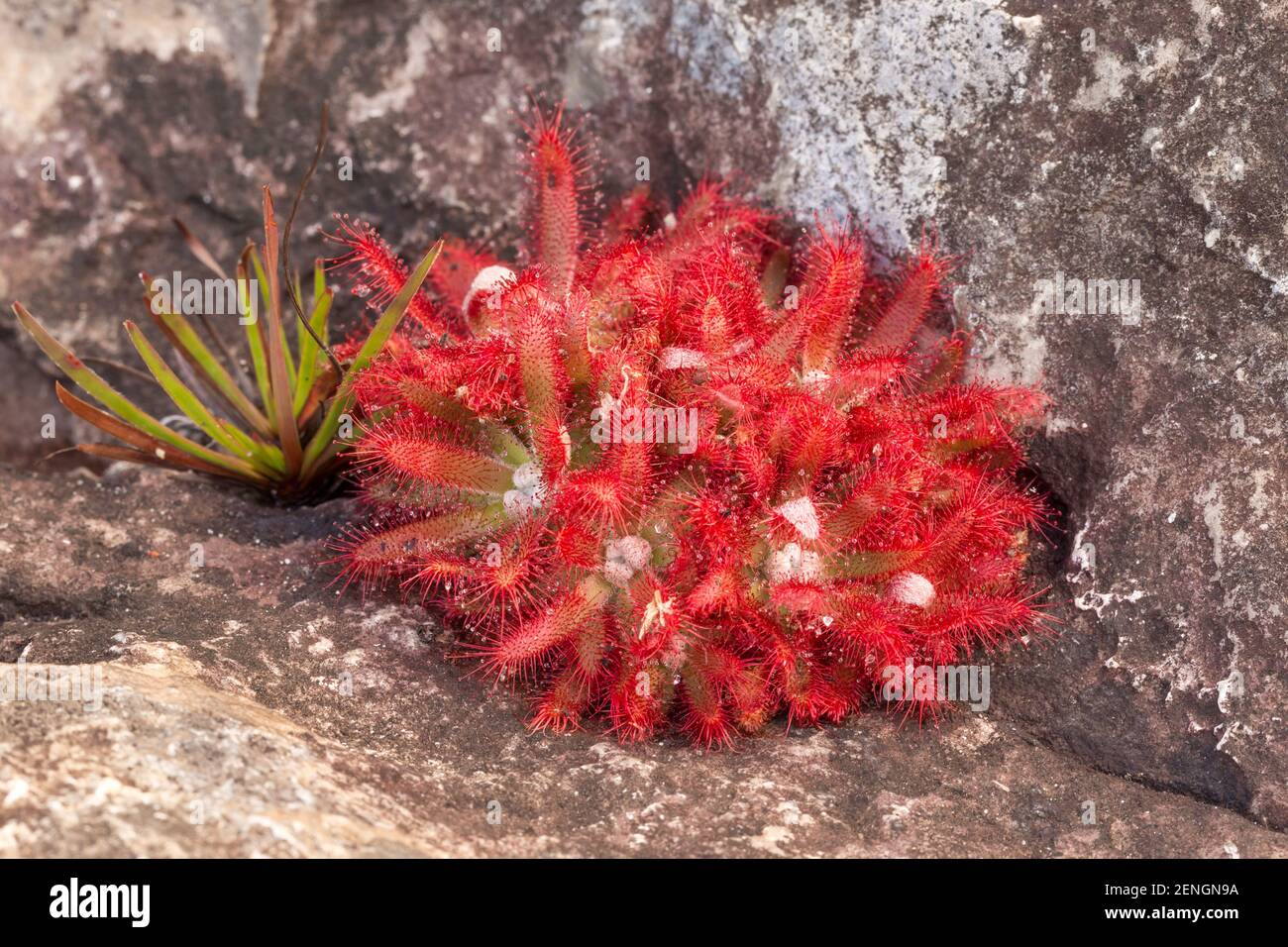 Brazilian plant hi-res stock photography and images - Alamy