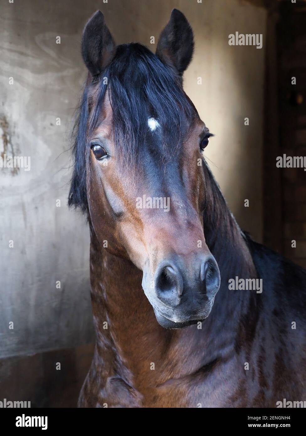 A headshot of a stunning bay Welsh stallion Stock Photo - Alamy