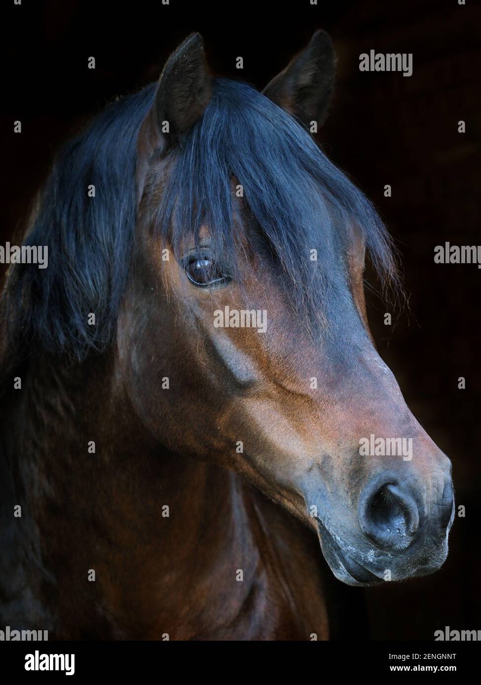 Welsh pony section d hi-res stock photography and images - Alamy