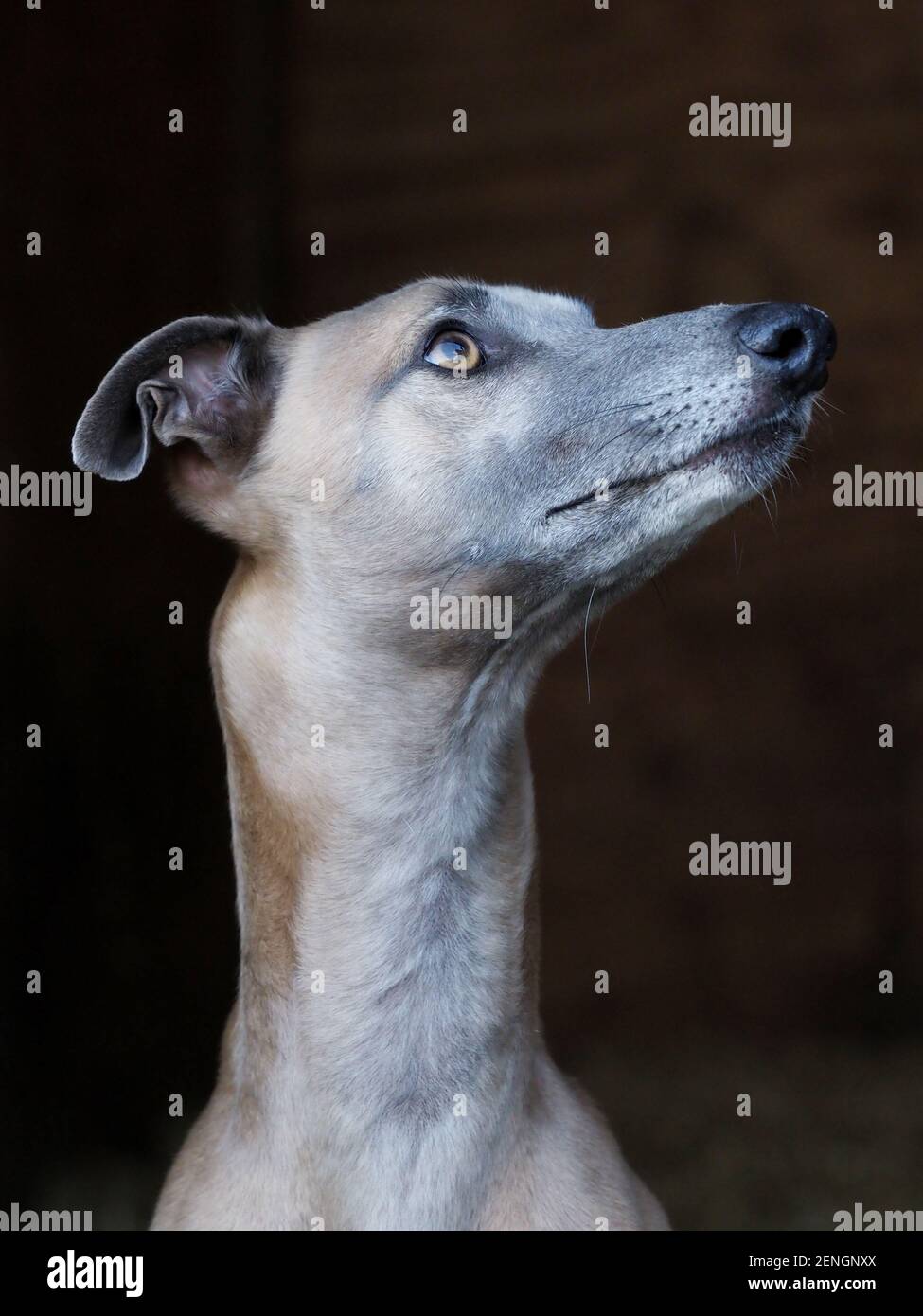 Pretty whippet hi-res stock photography and images - Alamy
