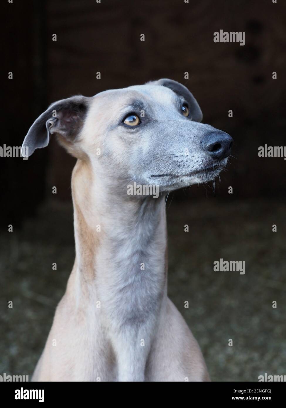 Pretty whippet hi-res stock photography and images - Alamy