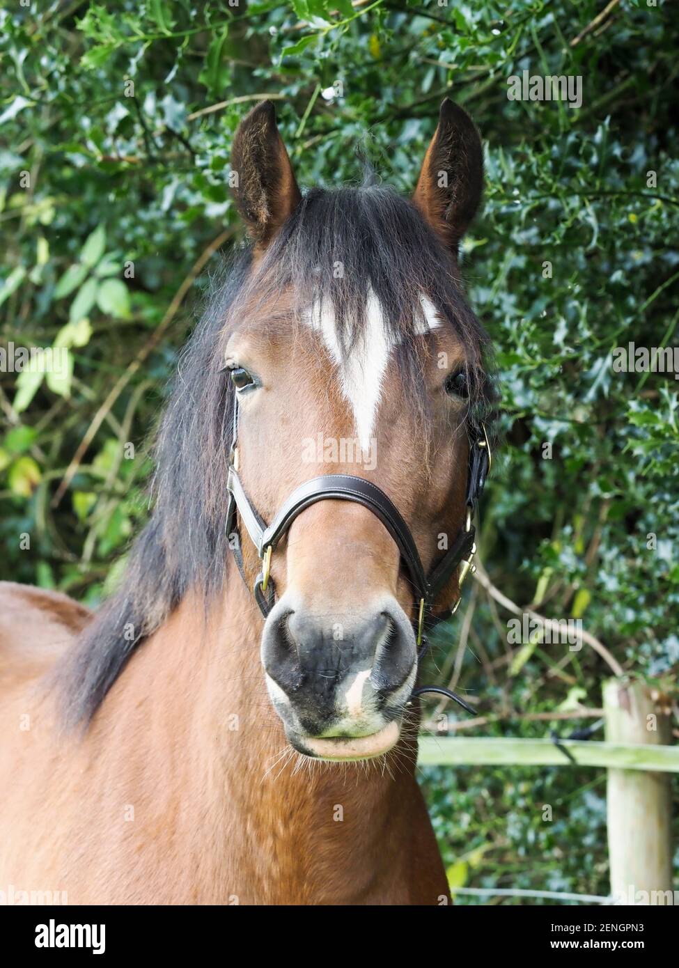A head shot of a bay Welsh mare in a head collar Stock Photo - Alamy