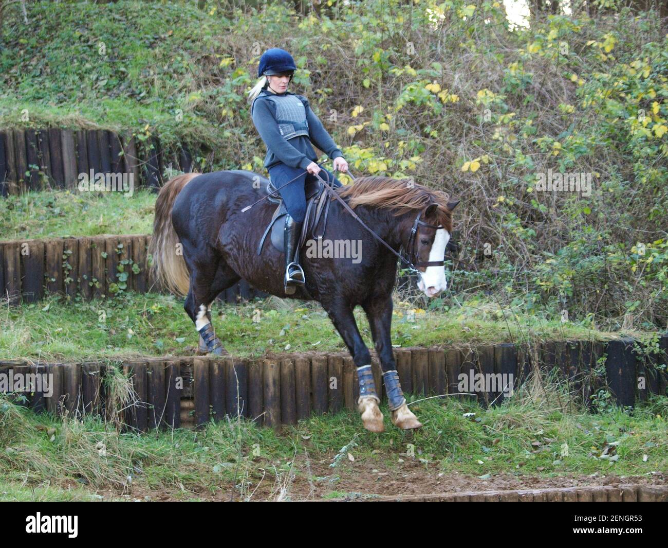 A rider schooling her Welsh Cob horse over a cross country fence Stock ...