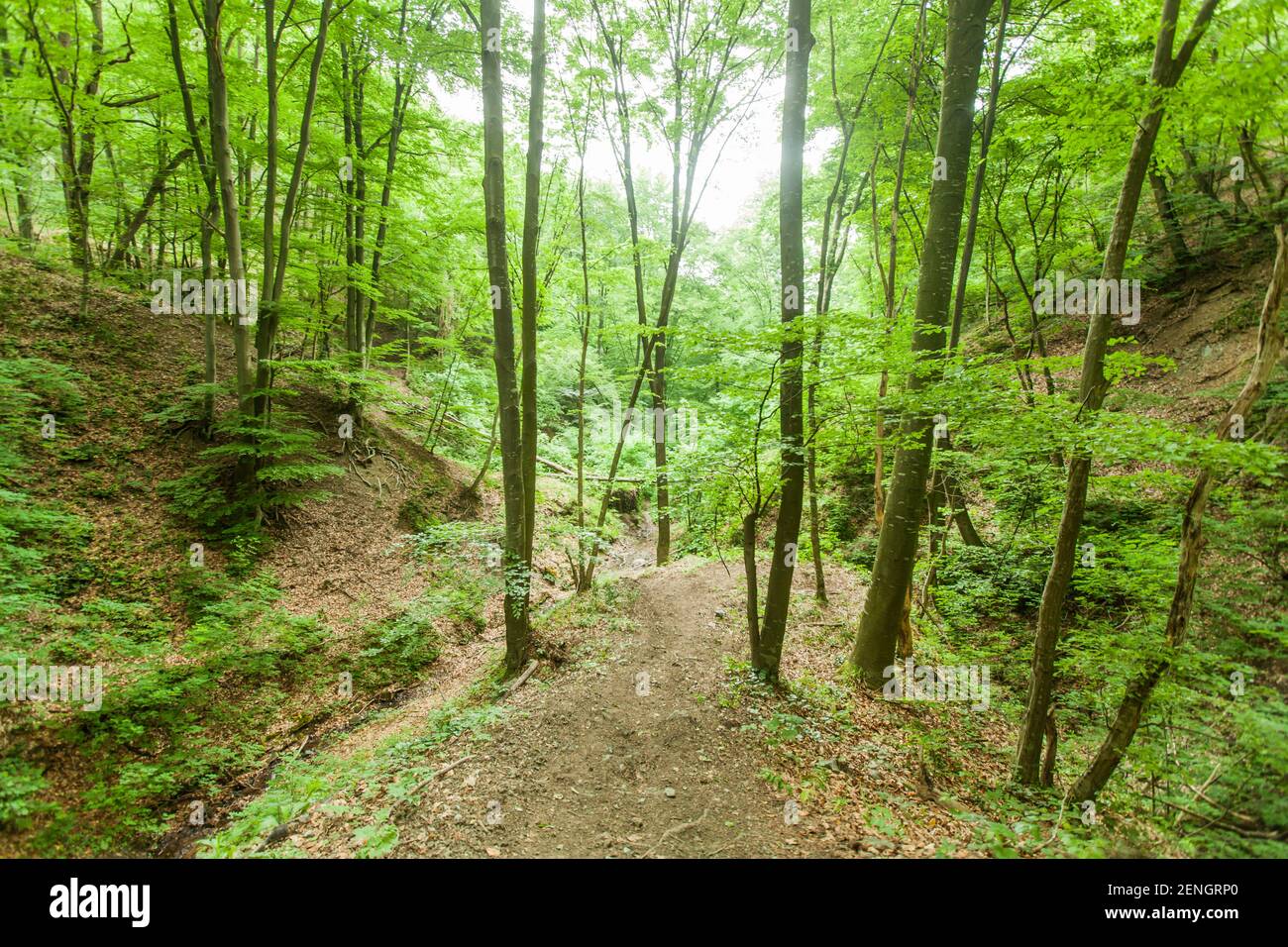 Beautiful spring day in forest. Nature landscape. Daylight. Serbia ...