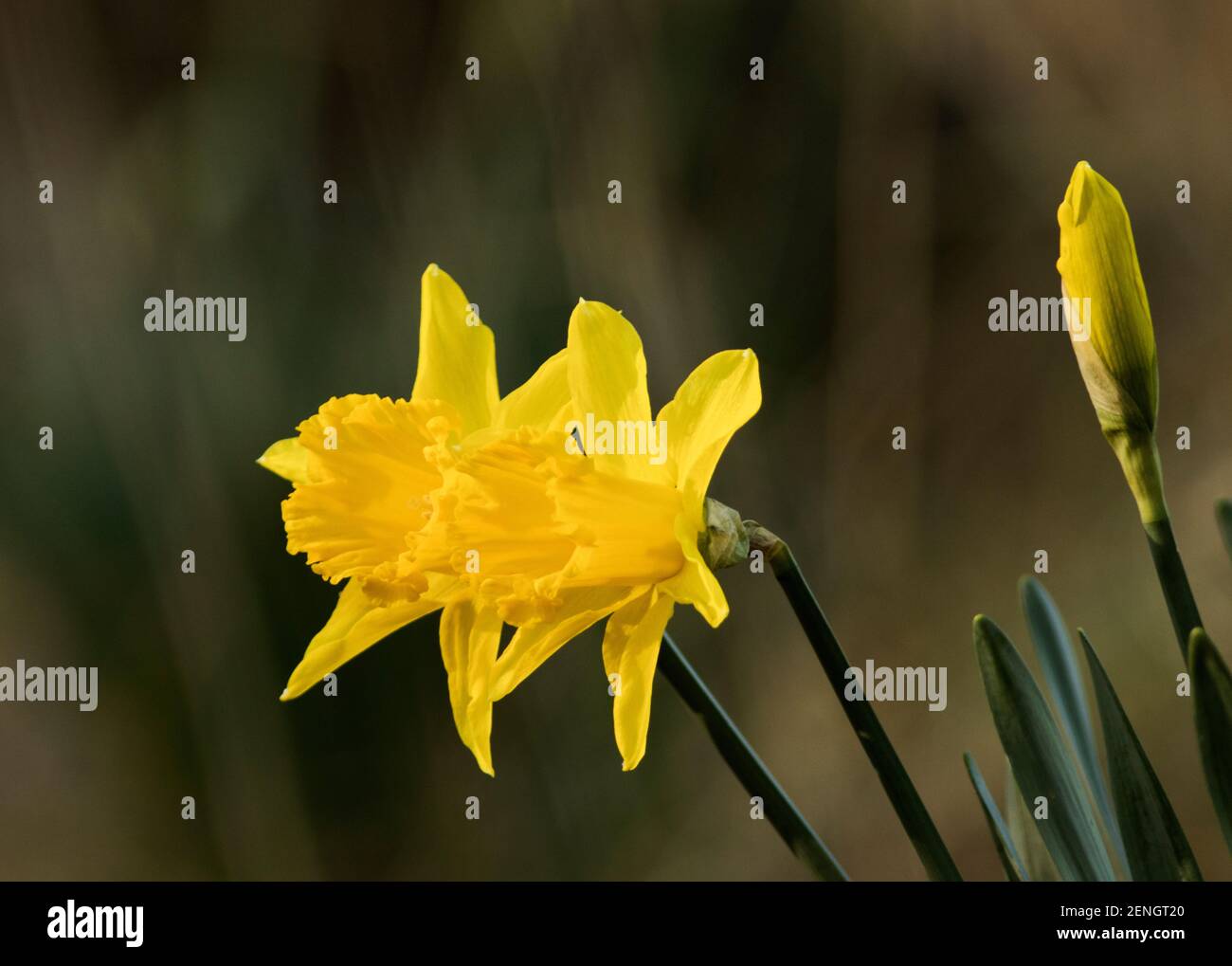The brilliant chromium yellow of early spring Daffodils bring a splash ...