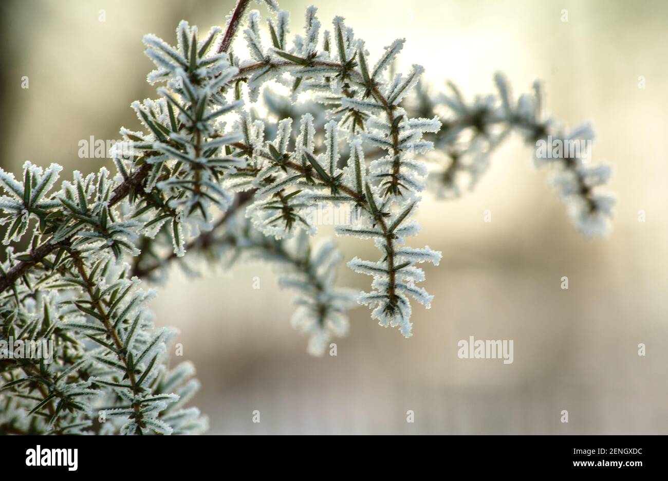 a coniferous hell plant branch with small needles in hoarfrost (frost ...
