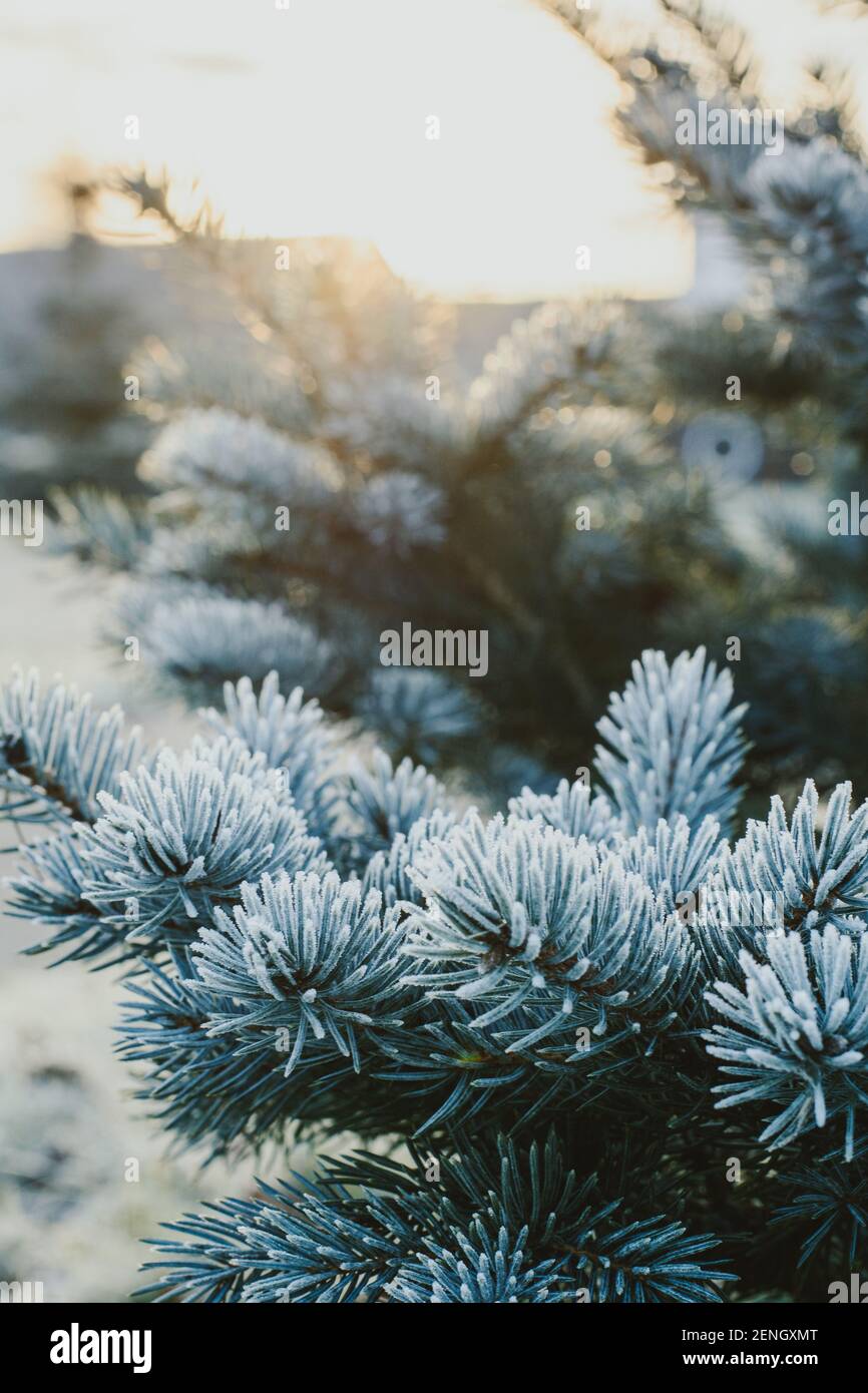 a coniferous hell plant branch with small needles in hoarfrost (frost ...
