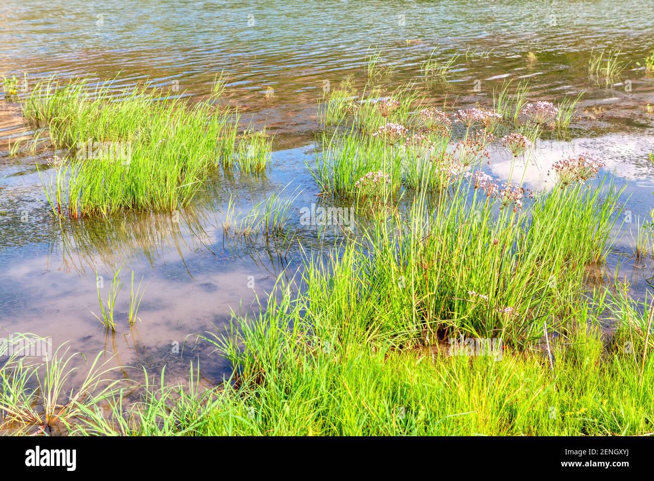 Wetland plants . Green Nature of Swamp Stock Photo - Alamy