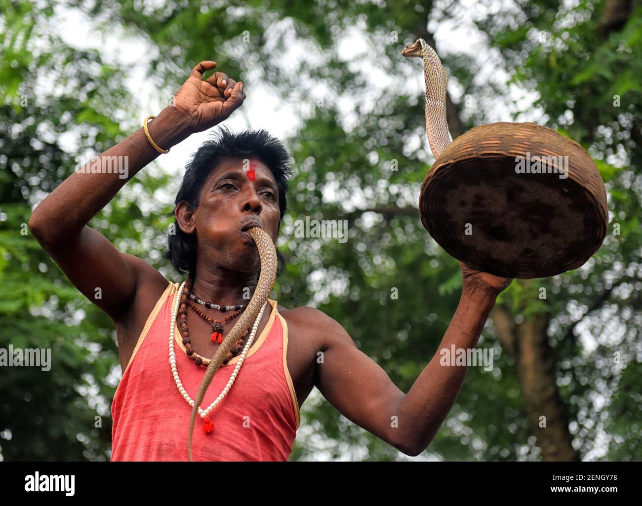 A Snake Charmer seen showing different tricks with the venomous Snake's ...
