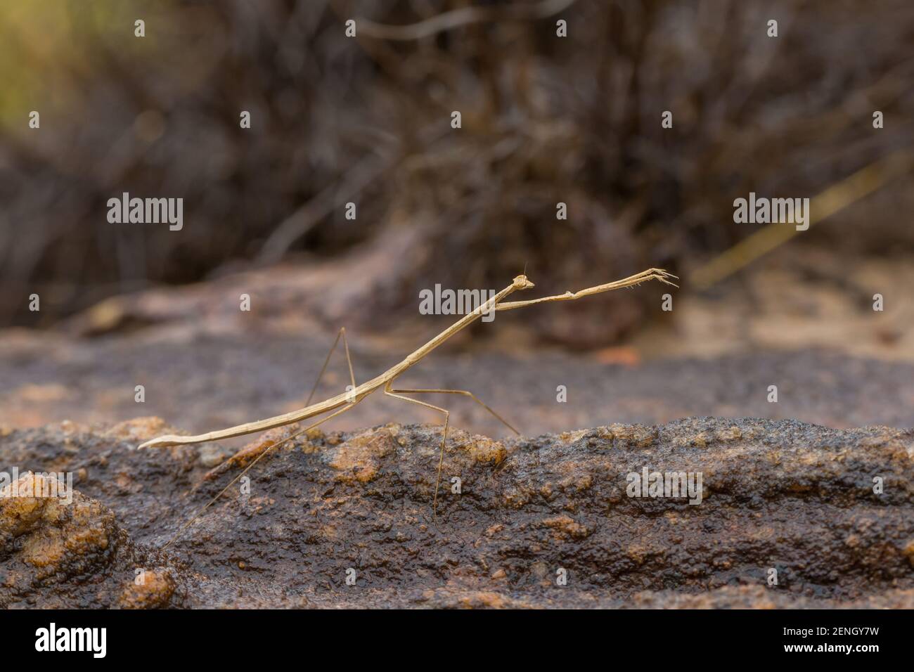 Praying mantis seen in natural habitat close to the Town of Cristalia ...