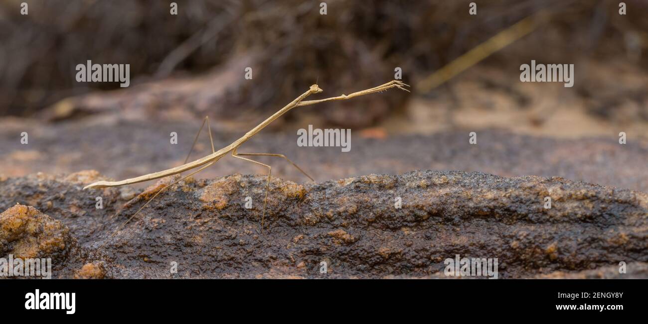 Praying mantis seen in natural habitat close to the Town of Cristalia ...