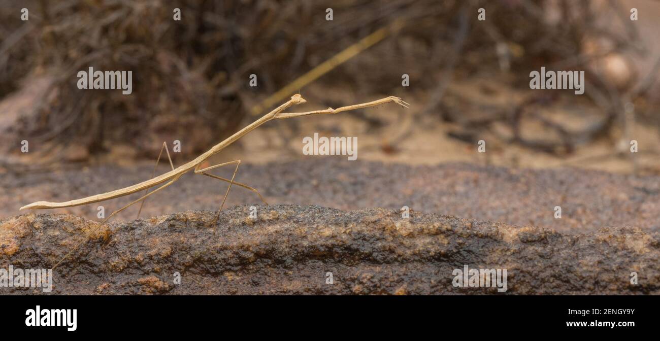 Praying mantis seen in natural habitat close to the Town of Cristalia ...