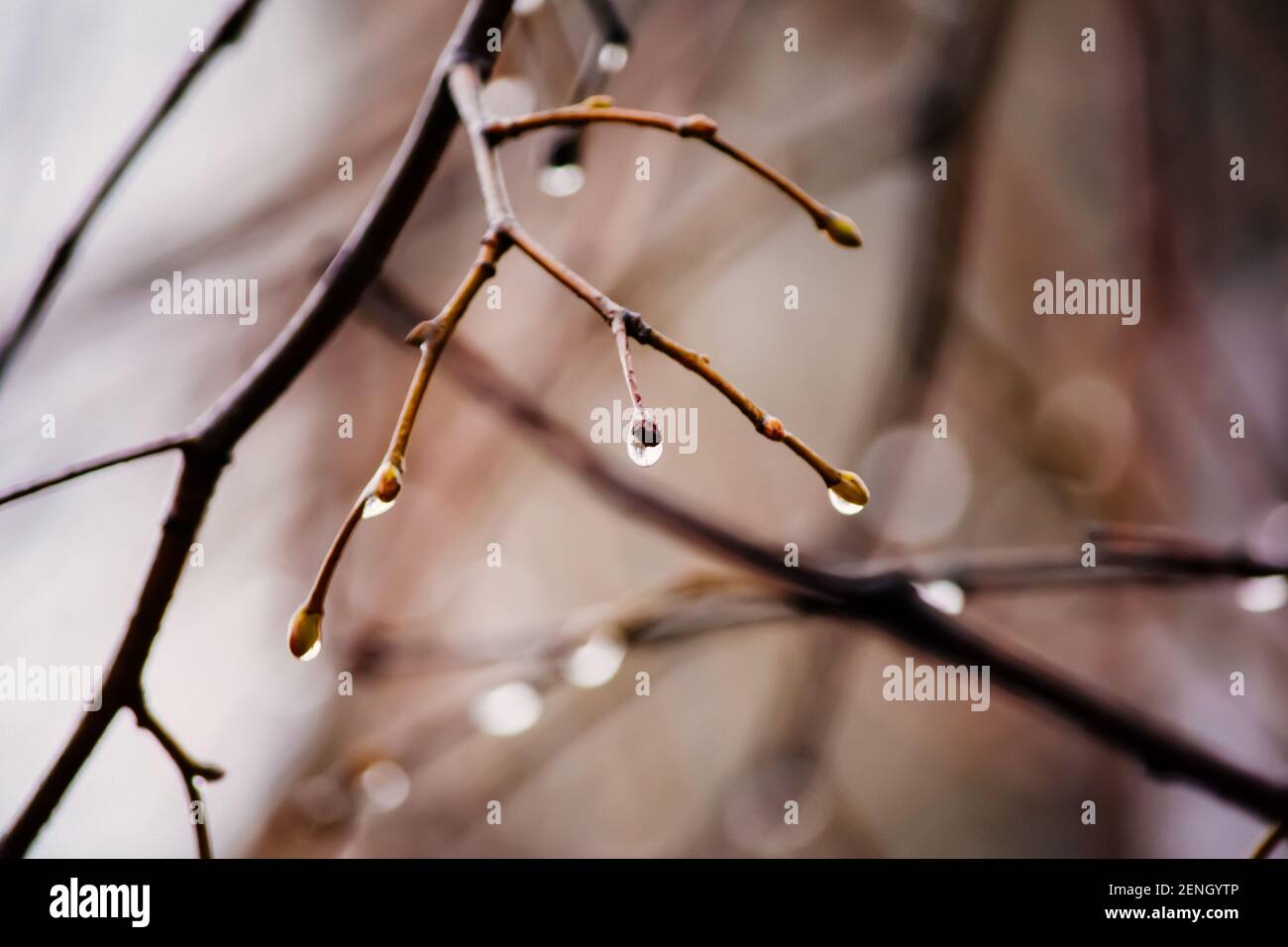 branches of an autumn tree in rainy weather. drops are poured Stock ...