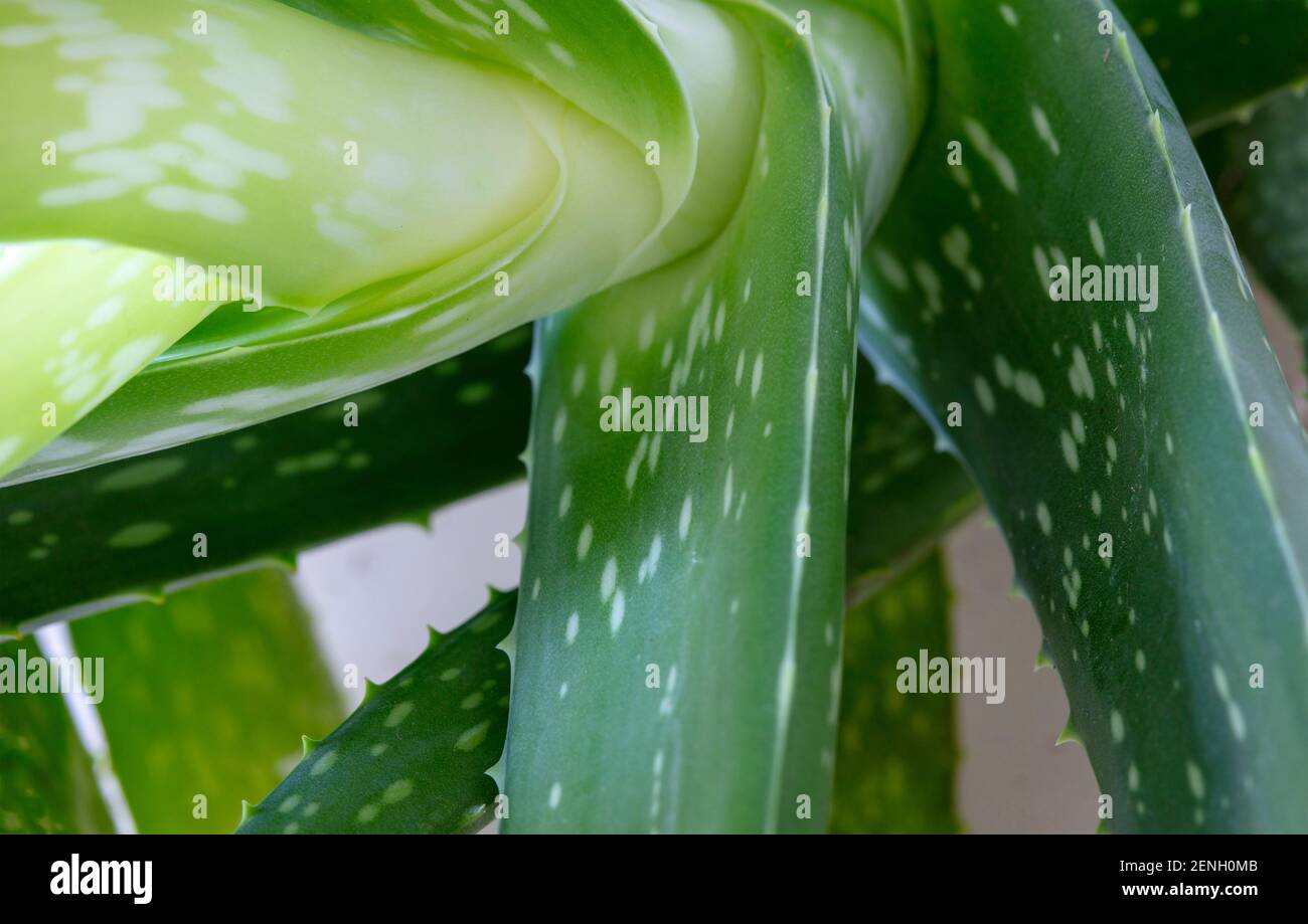 Close up plant portrait of Aloe plant showing structure, patterns and ...