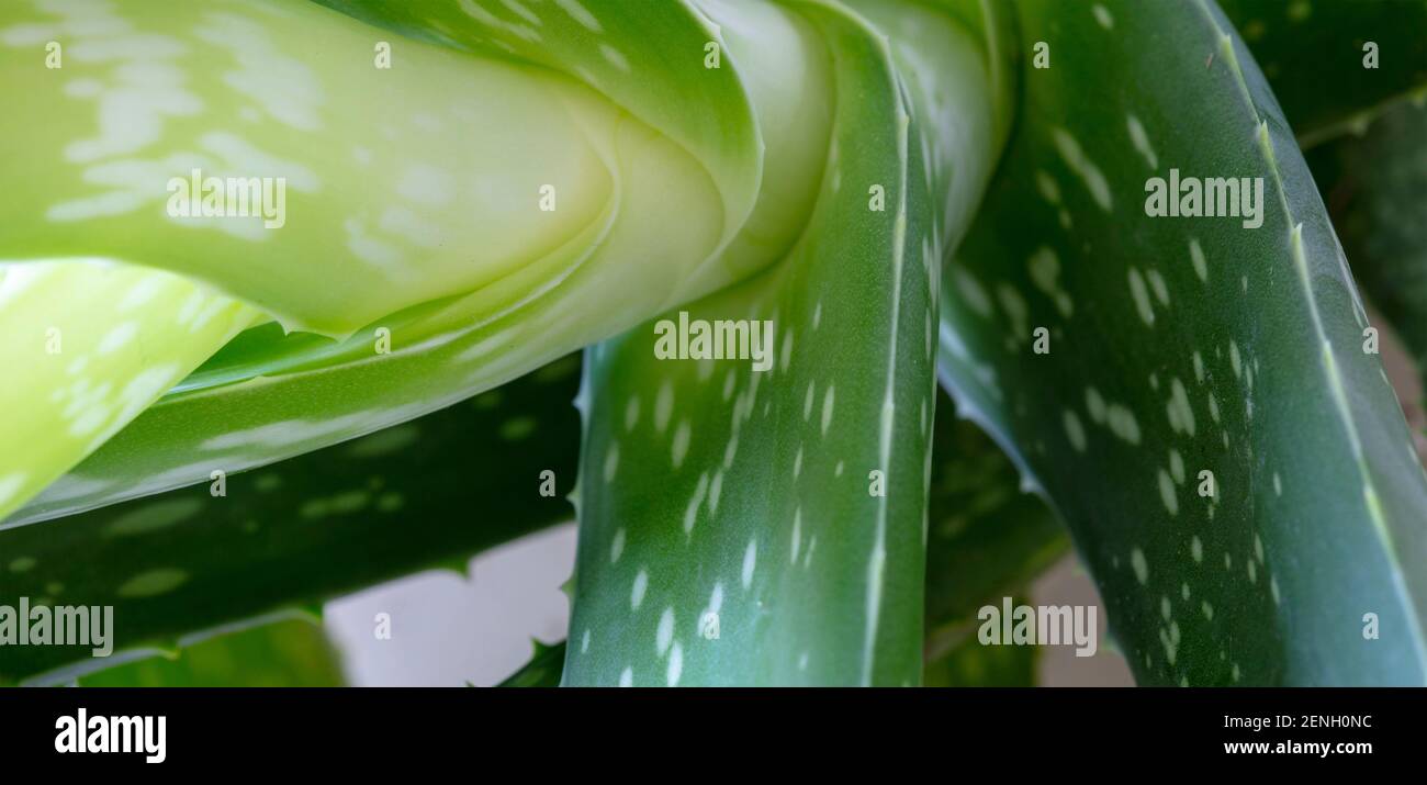 Aloe anatomy hi-res stock photography and images - Alamy