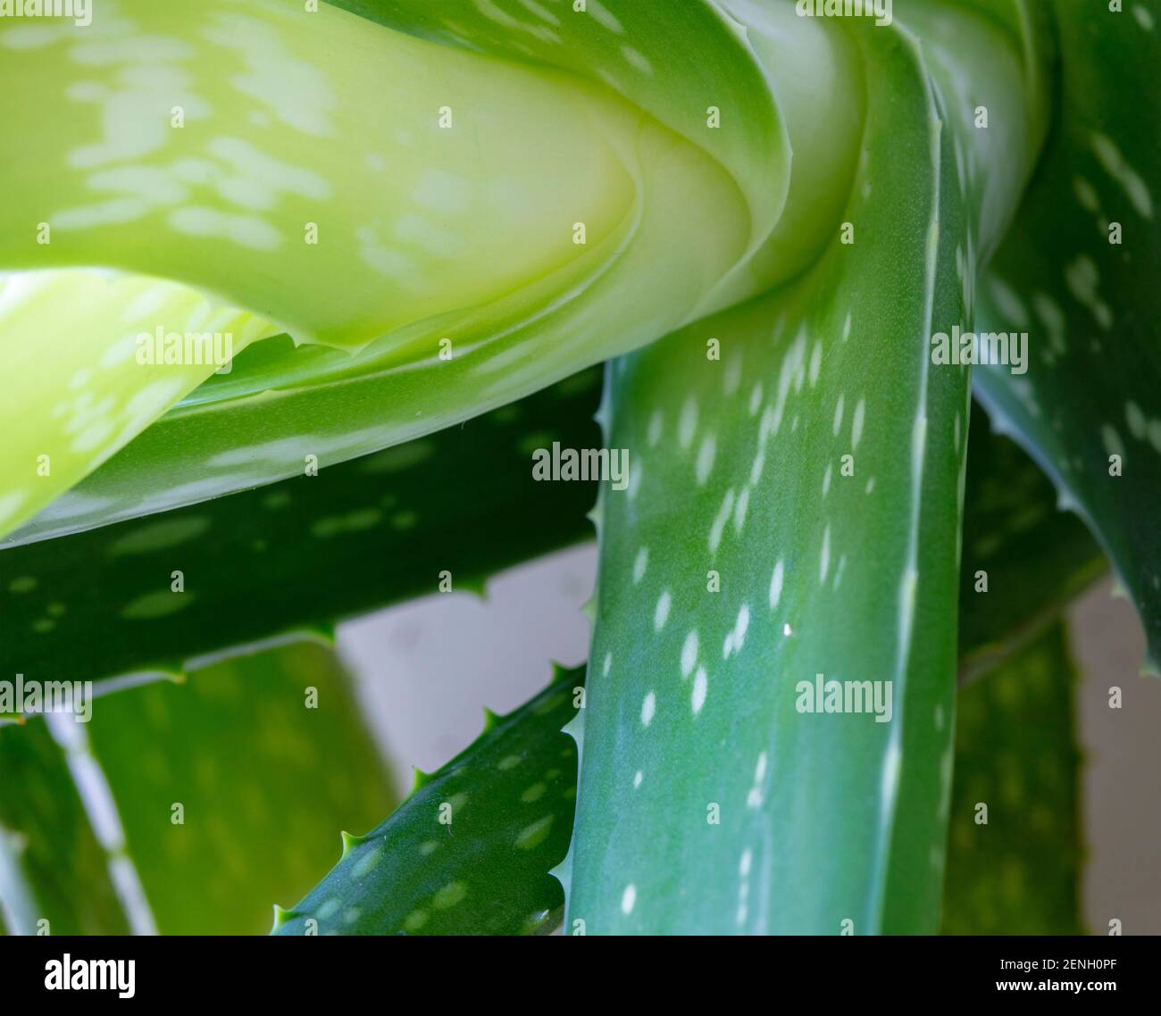 Close up plant portrait of Aloe plant showing structure, patterns and ...