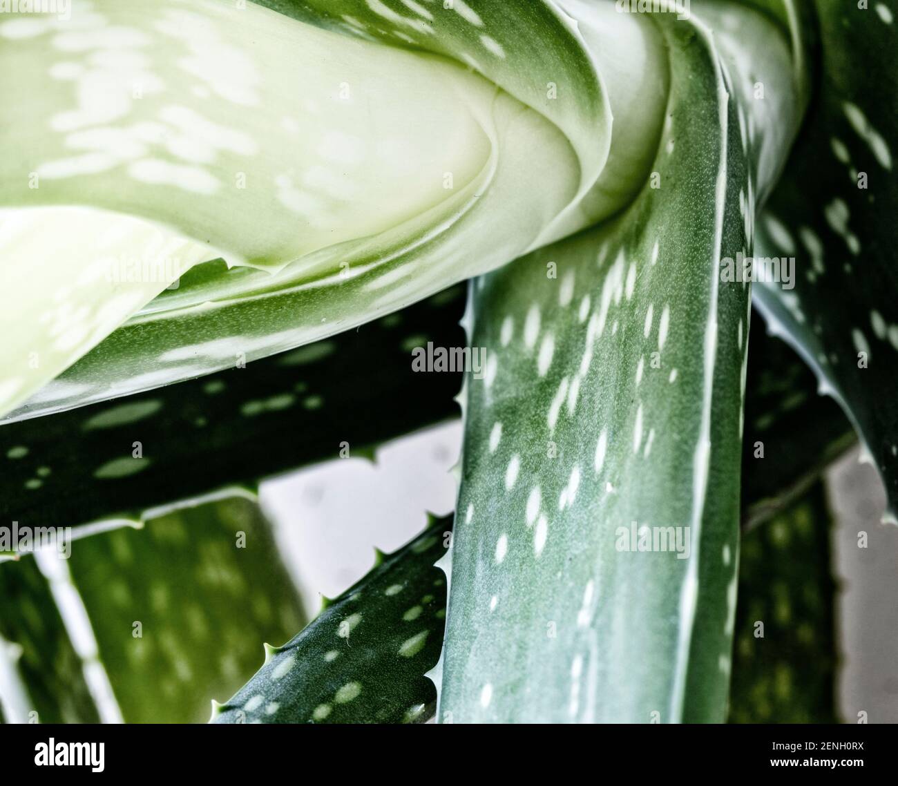 Close up plant portrait of Aloe plant showing structure, patterns and ...