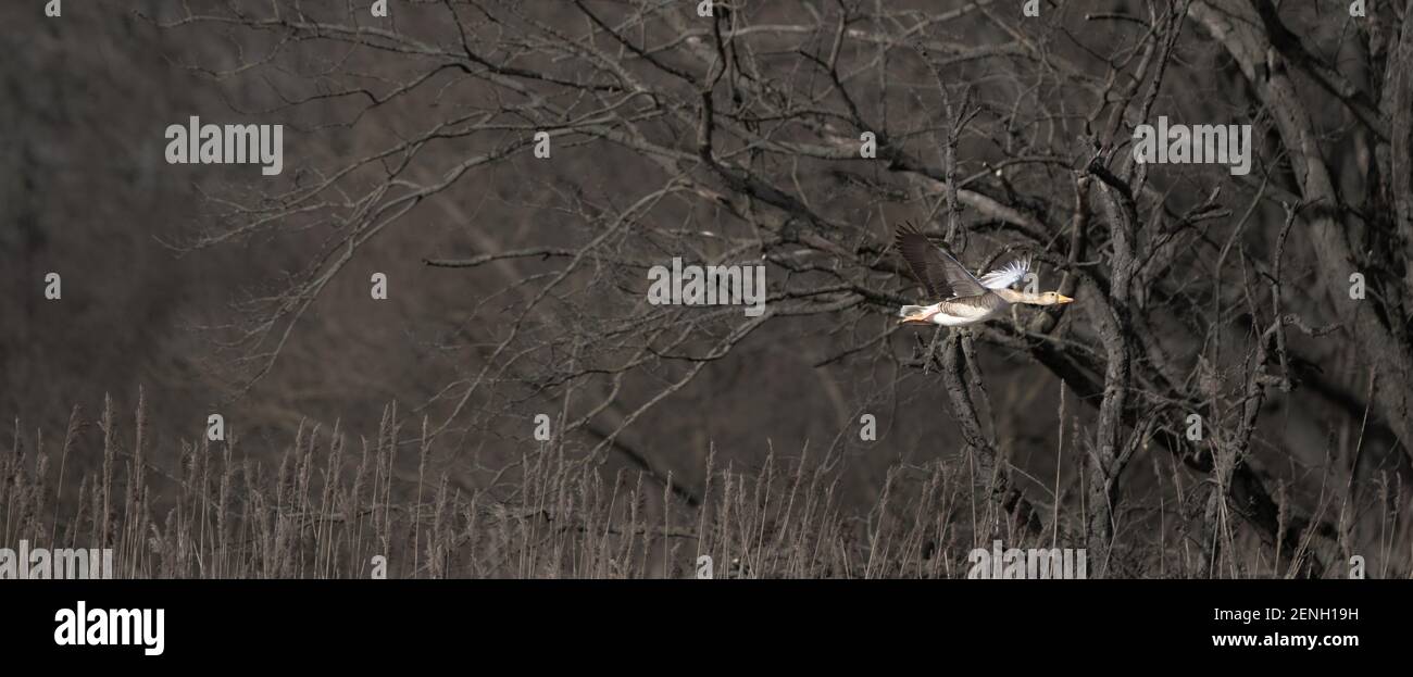 Goose in flight in front of tree without foliage behind reed belt Stock ...