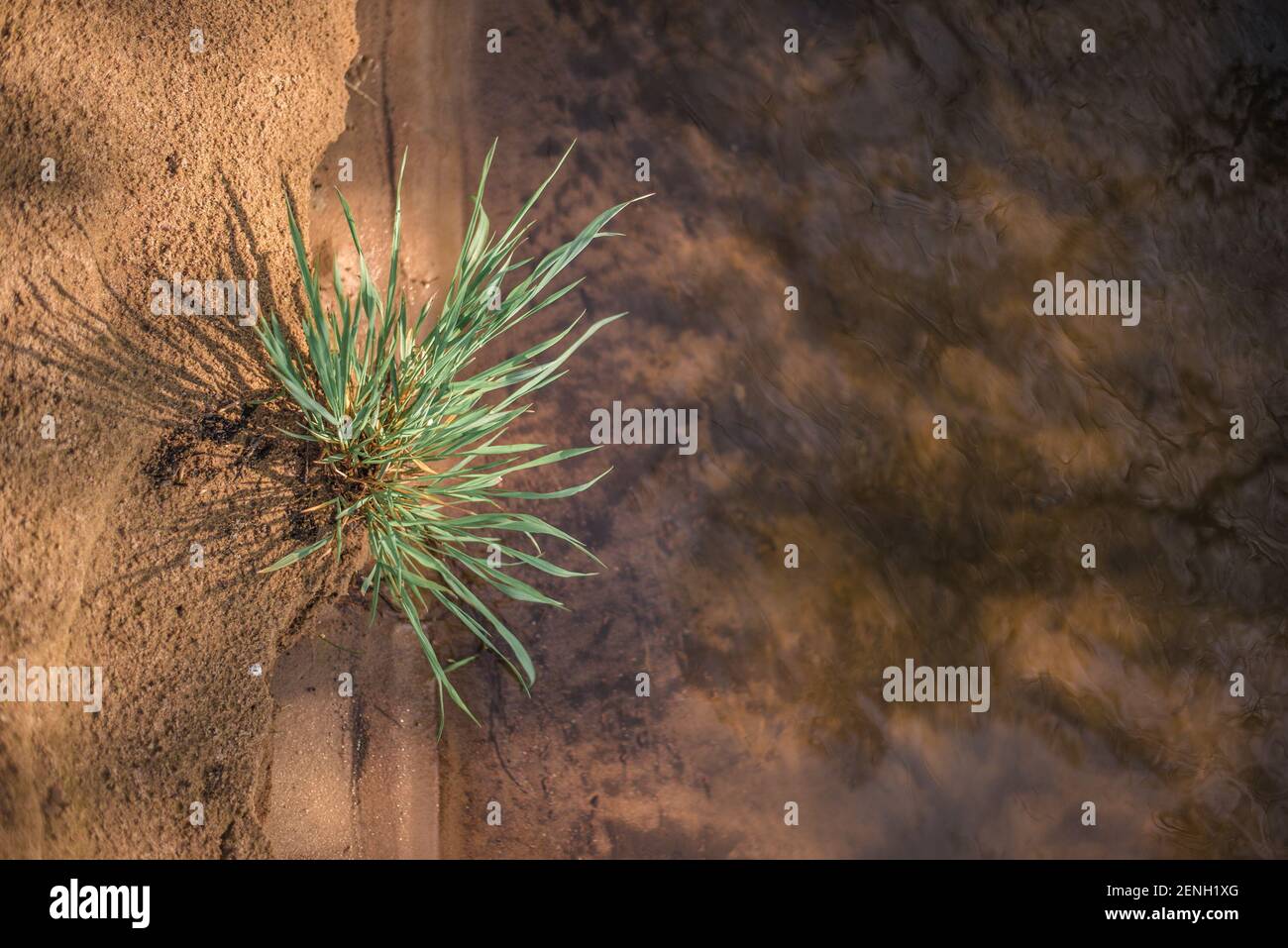 bush of grass on the contact of the river bank and water Stock Photo ...