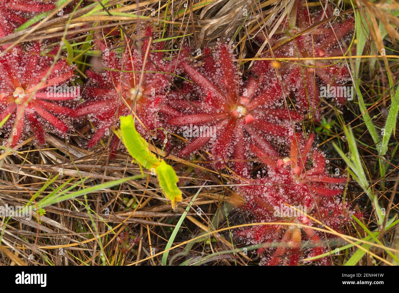 Some rosettes of the carnivorous plant Drosera graomogolensis (from the ...
