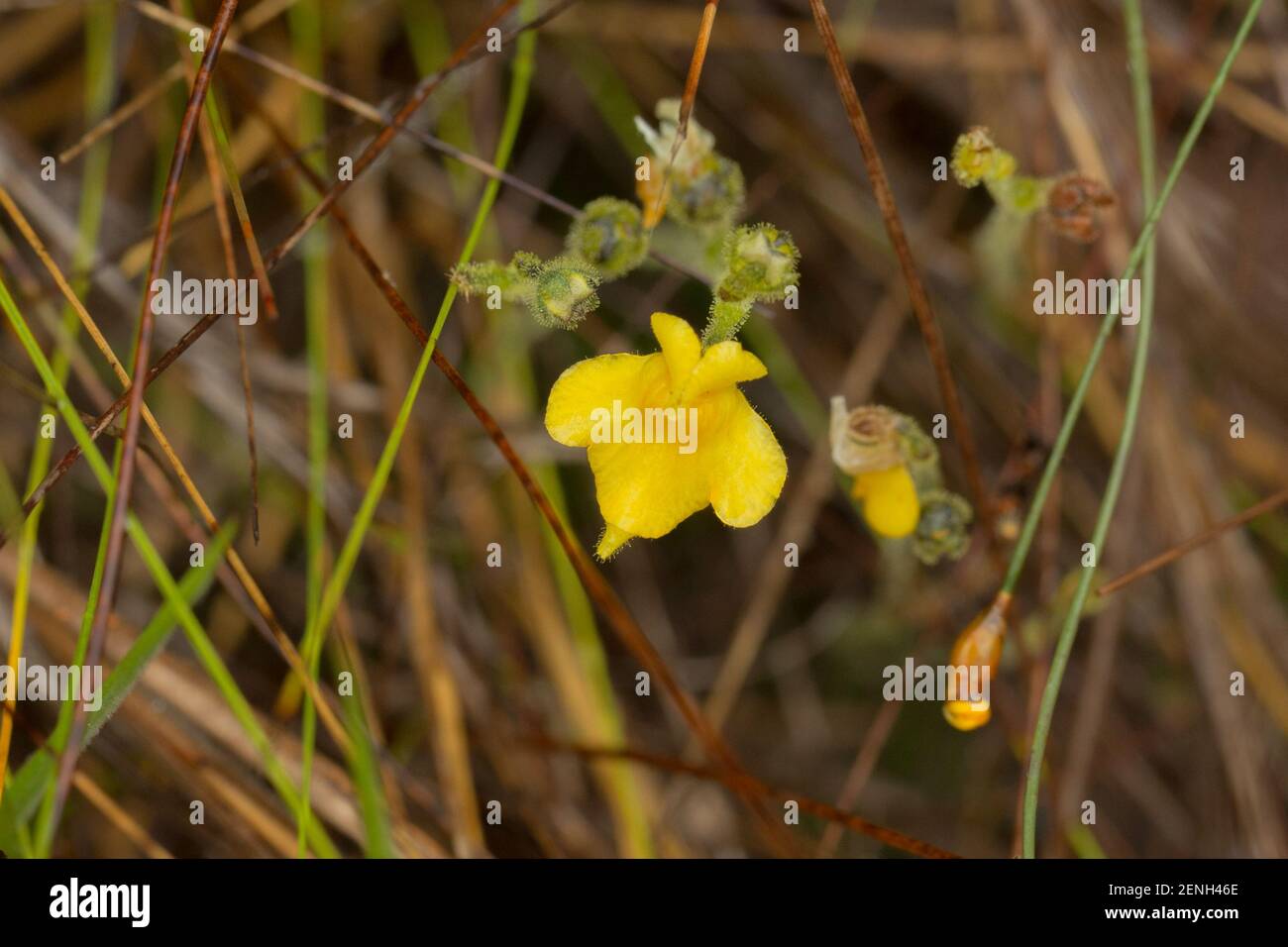 The tiny yellow flower of the Corkscrew plant Genlisea aurea in natural ...
