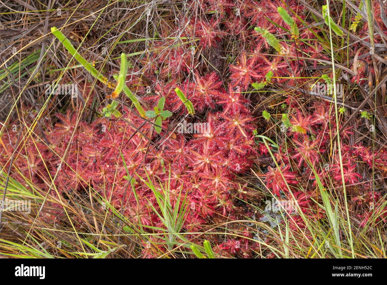 Large clump of Drosera graomogolensis in nature close to Grao Mogol in ...