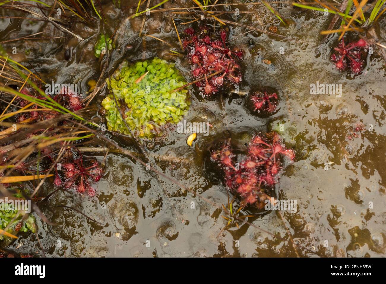 red plants Drosera communis and leaves of Genlisea aurea in natural ...