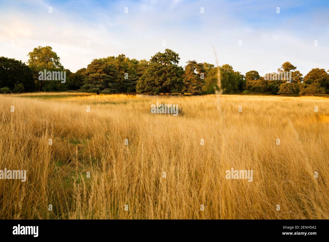 Landscape with trees and golden field in sunny summer day in Richmond ...