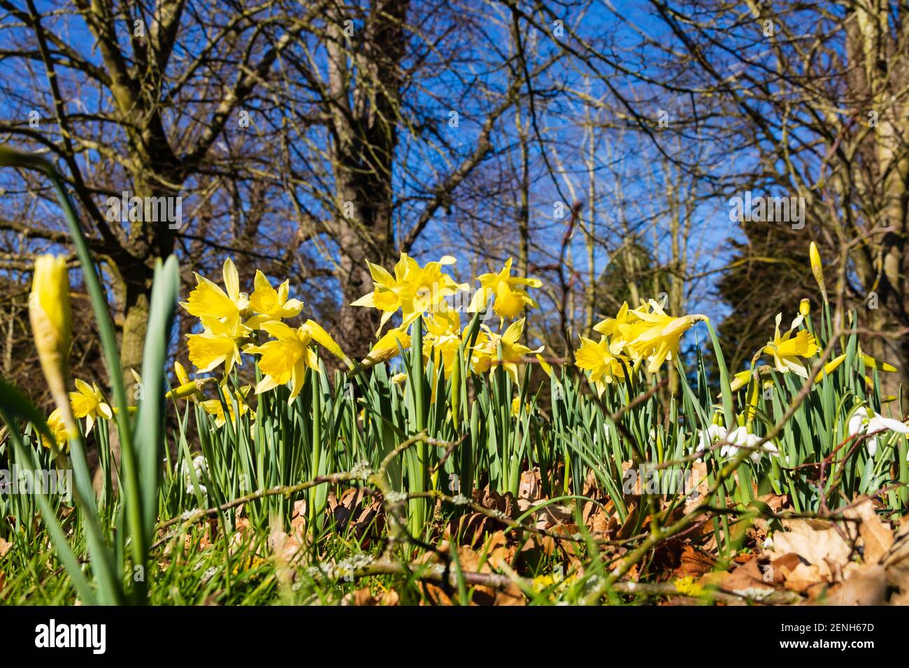 Flower snowdrops daffodils narcissus hi-res stock photography and ...