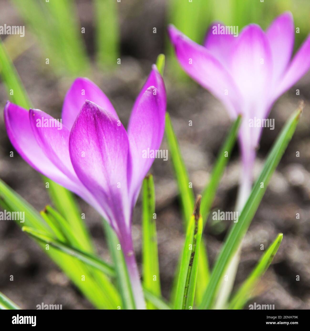 A close up of two purple crocus flowers Stock Photo - Alamy