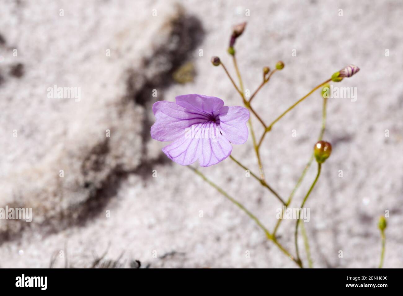 Macro piture of the pink flower of Philcoxia minensis in the Serra do ...