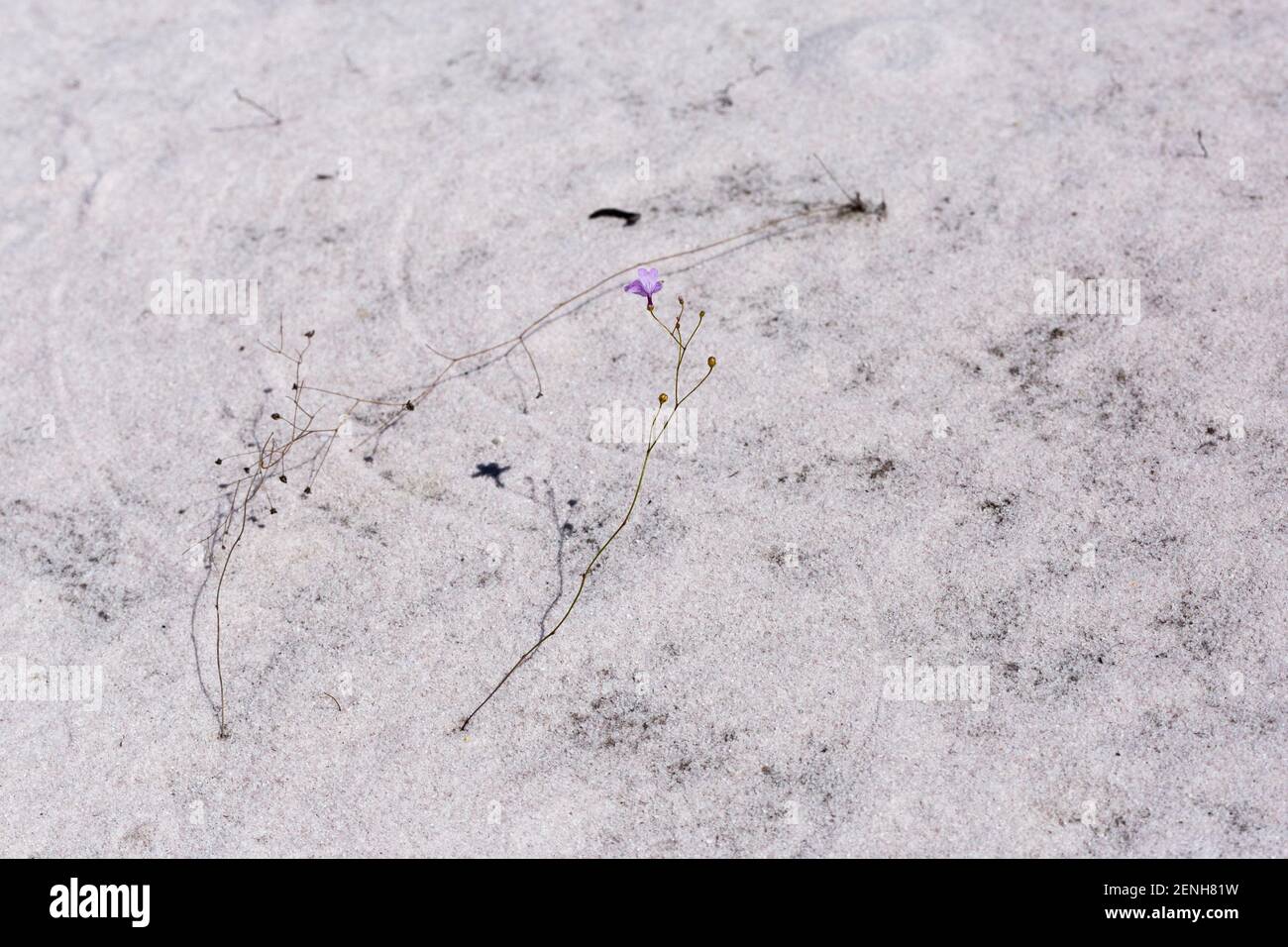 Serra do cabral hi-res stock photography and images - Alamy