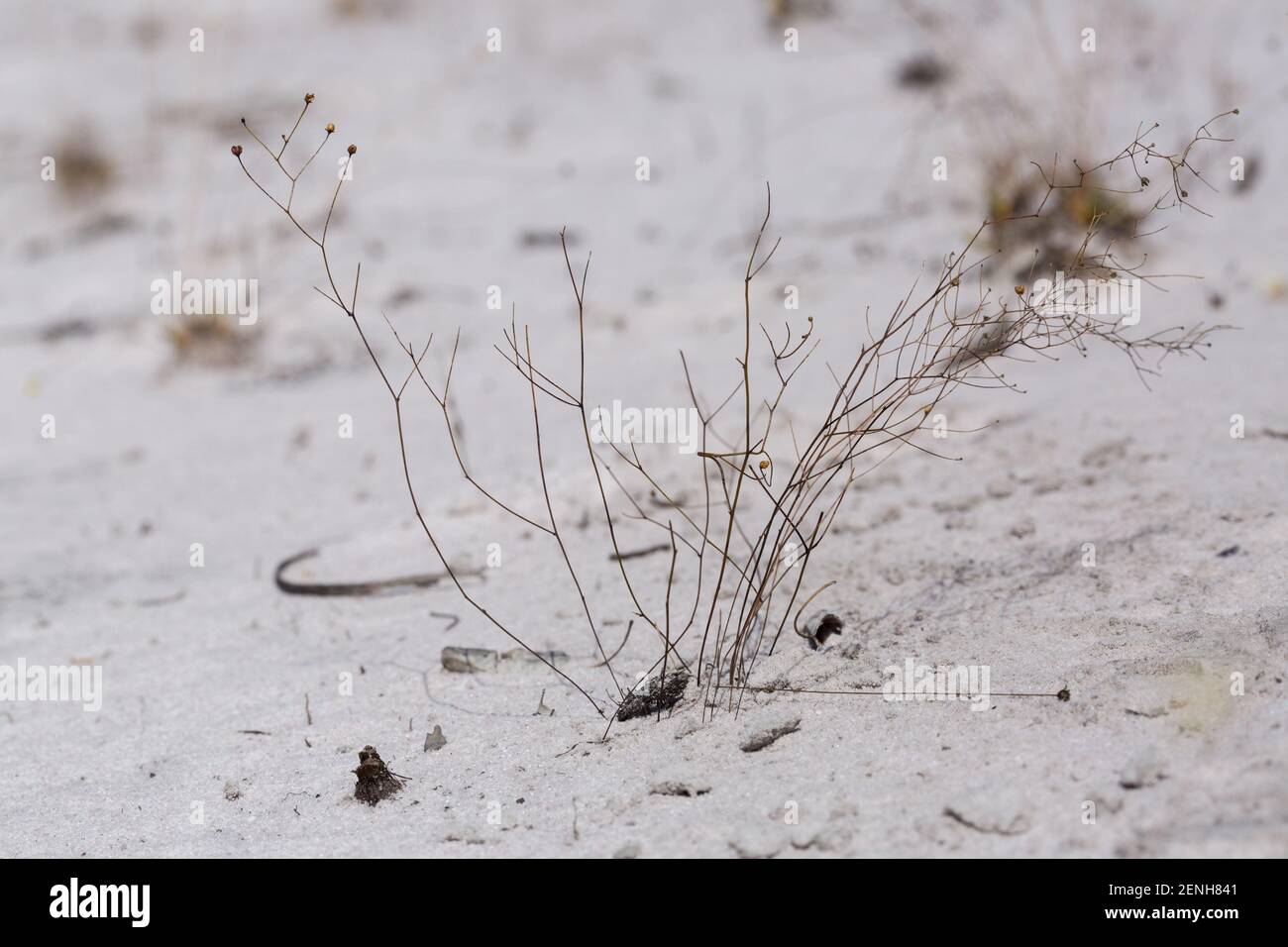 Close up of a single plant showing the thin upright leaves of Philcoxia ...