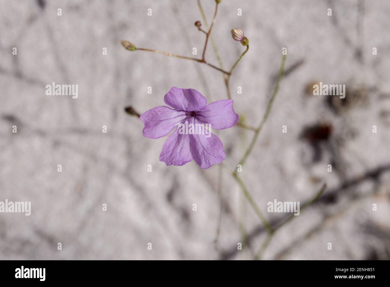 Philcoxia minensis hi-res stock photography and images - Alamy