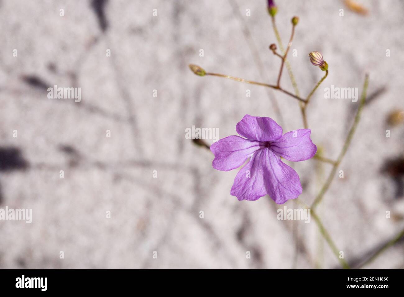 Philcoxia minensis hi-res stock photography and images - Alamy