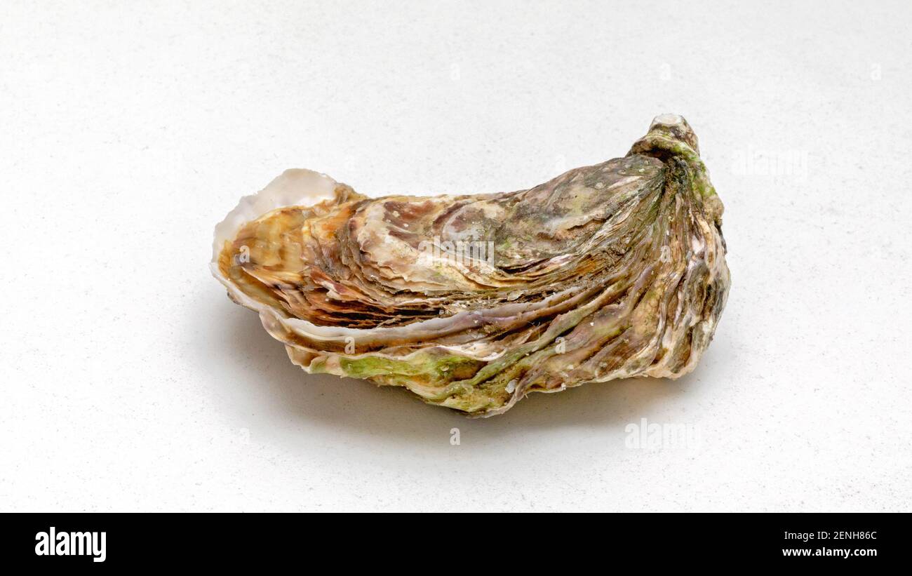 One Closed Fresh Oyster Shell at Table Seafood Stock Photo - Alamy