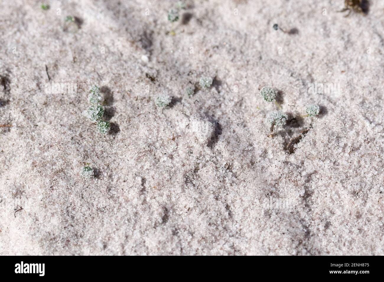 Some leaves of the carnivorous plant Philcoxia minensis in natural ...