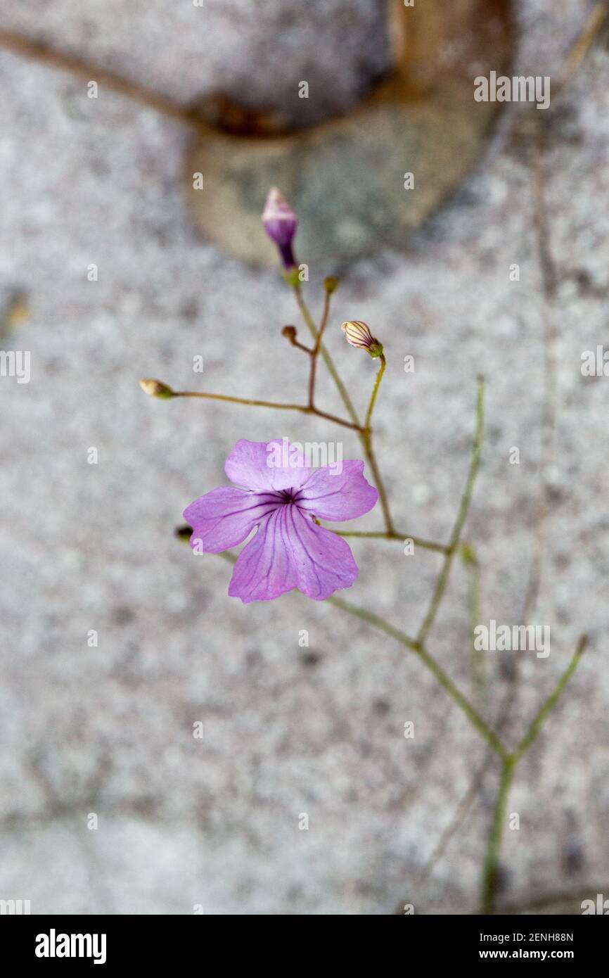 Philcoxia minensis hi-res stock photography and images - Alamy