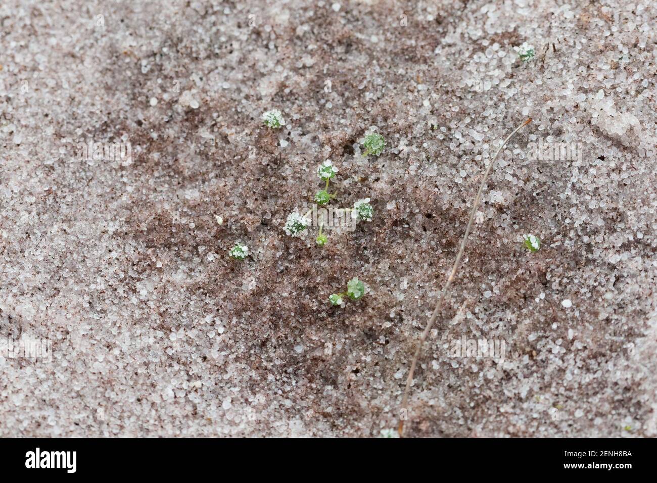 Endemic leaves hi-res stock photography and images - Alamy