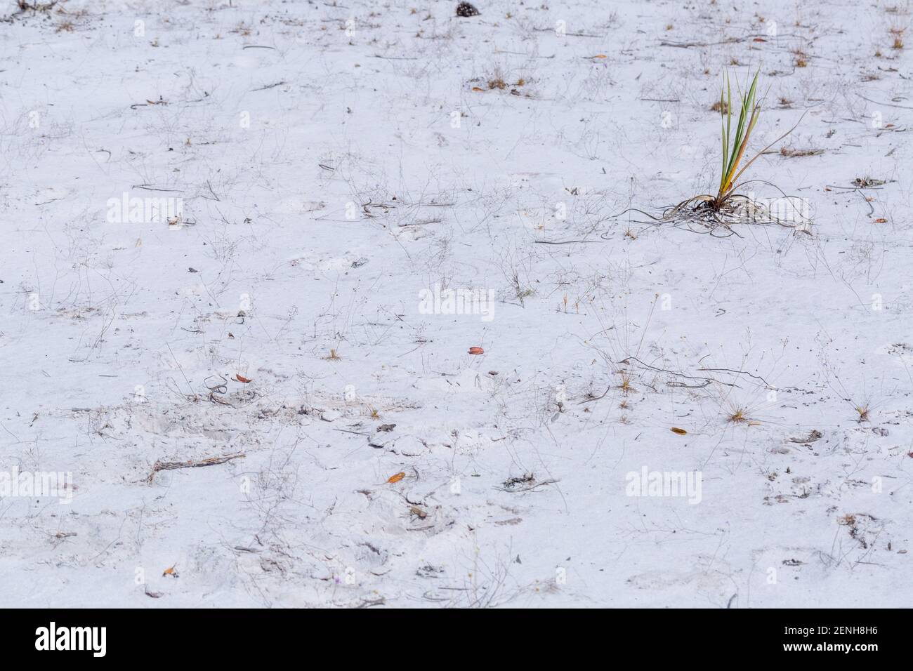Sandy habitat of the rare and endangered carnivorous plant Philcoxia ...