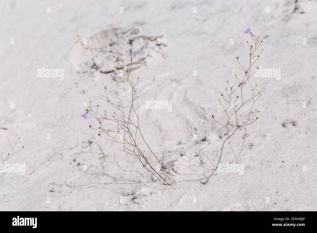 Close up of Philcoxia minensis, an edemic plant, in the Serra do Cabral ...