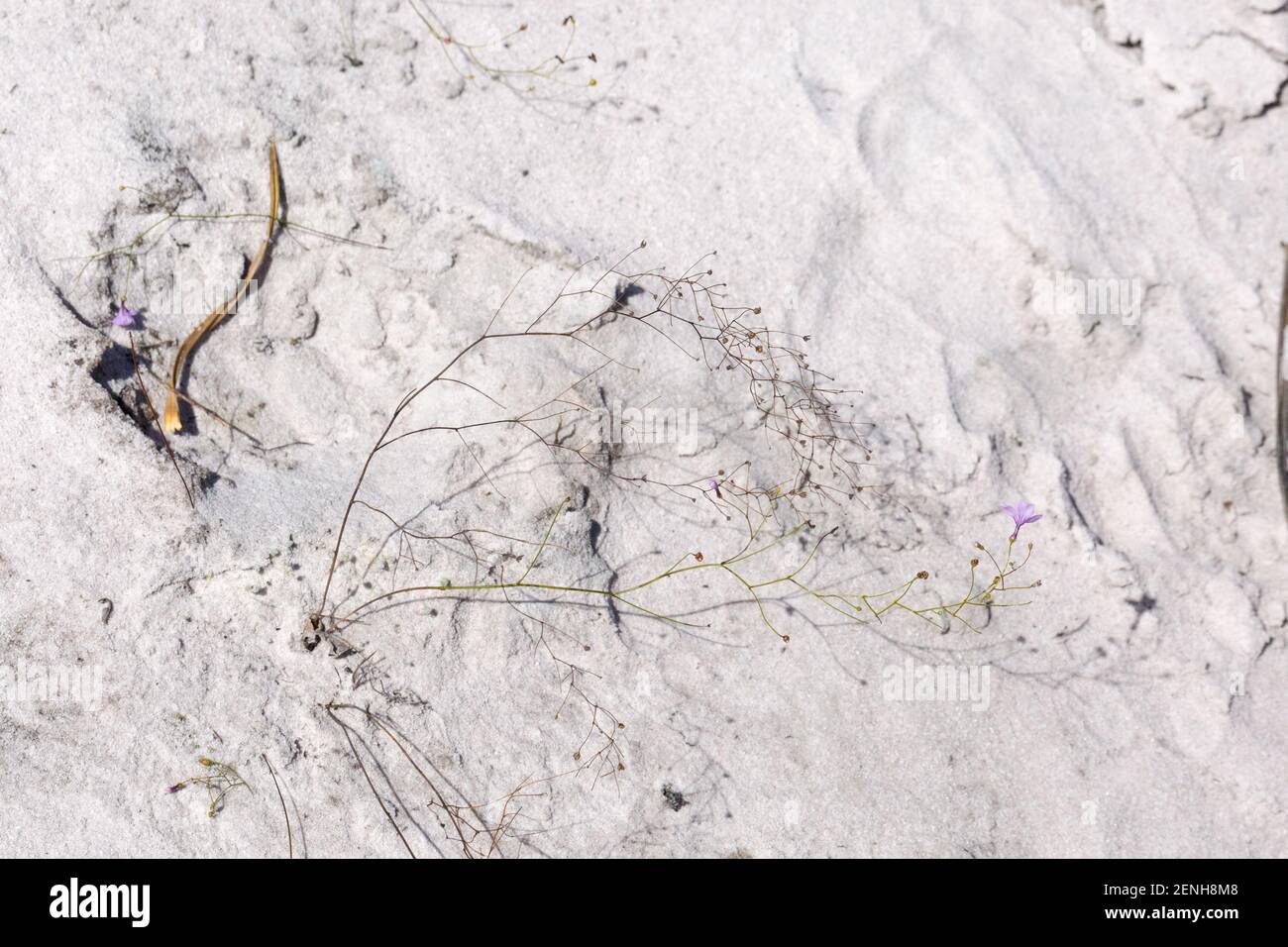 Single plant of the rare Philcoxia minensis in natural habitat in the ...