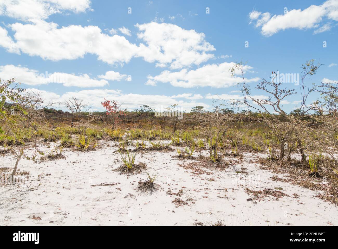 The sandy habitat of the recently rediscovered carnivorous plant ...