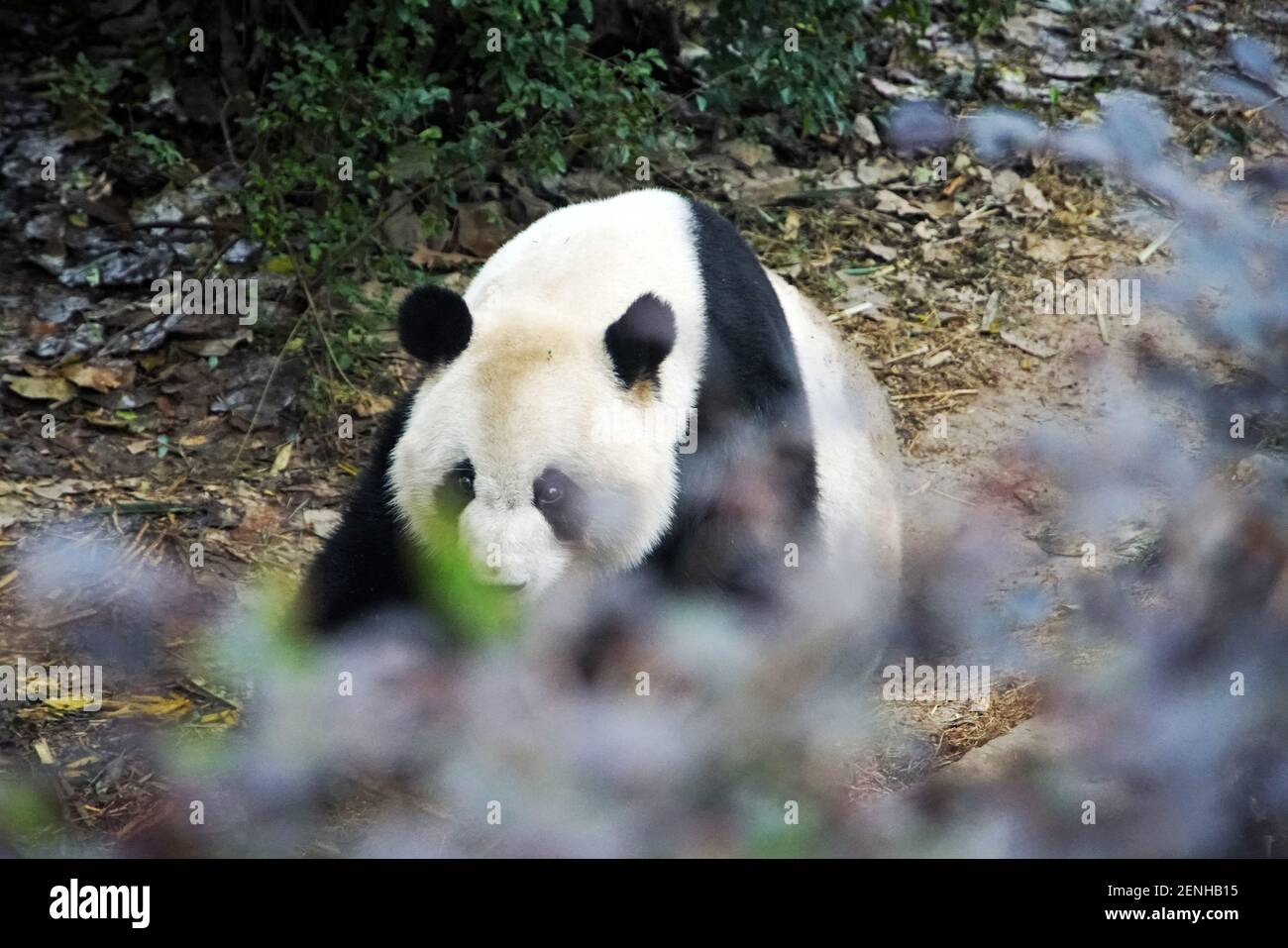 Giant pandas eat bamboo outside of rooms at Chengdu Research Base of ...