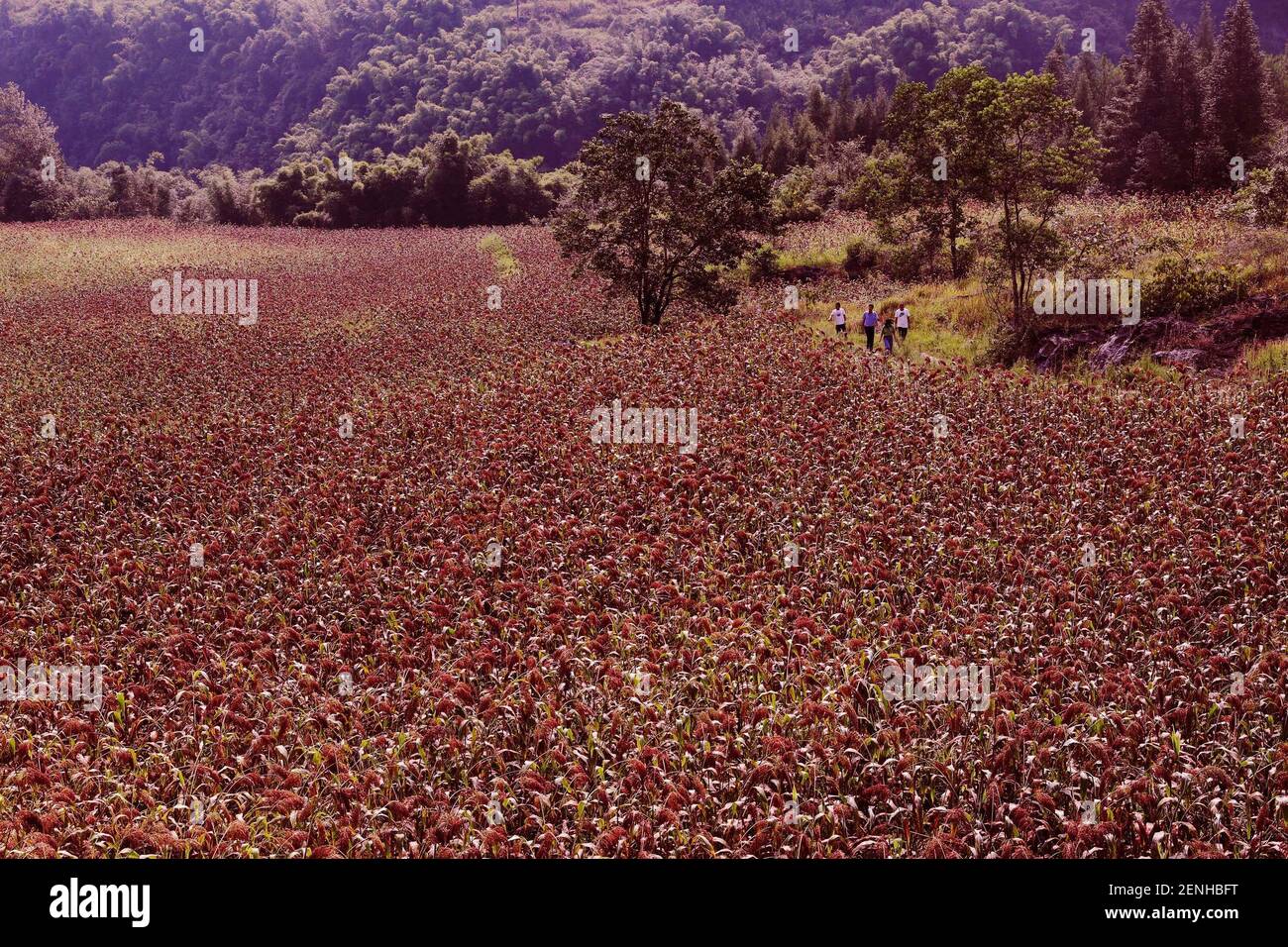 Chongqing,CHINA-Baishahe village, Huangjia town, Pengshui miao tujia ...